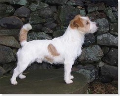 HIgh school Kamasutra: Pose perrito